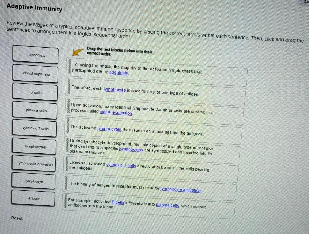 Solved Adaptive Immunity Review the stages of a typical | Chegg.com