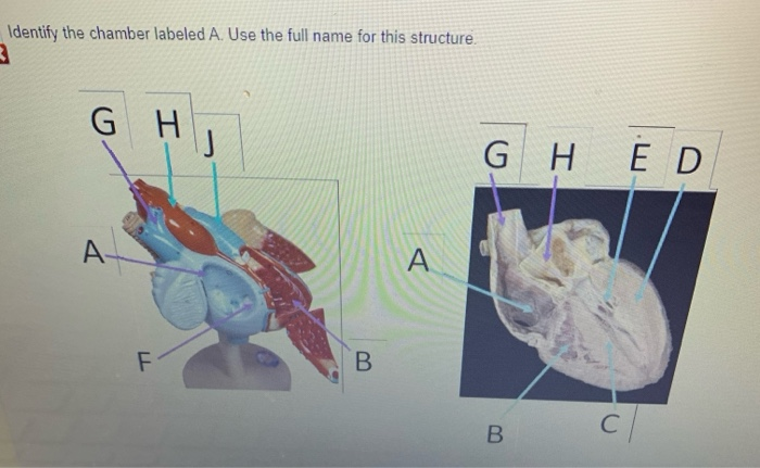 Solved If you had an oxygen molecule in the vessel labeled | Chegg.com