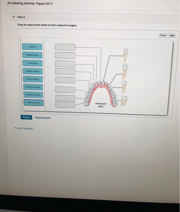 Solved Art-labeling Activity: Figure 23.11 - Part A Drag the | Chegg.com