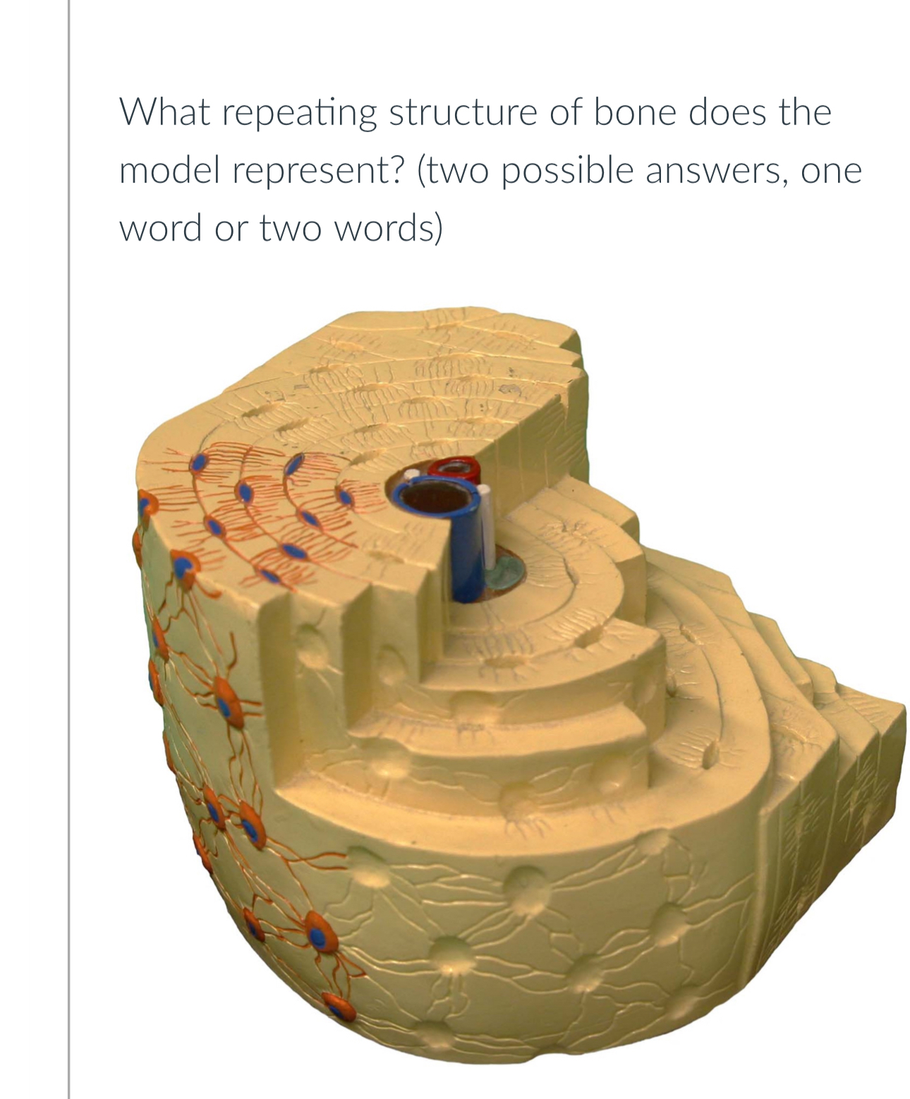Solved What repeating structure of bone does the model | Chegg.com