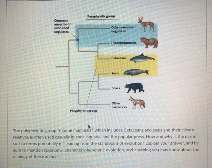 Solved Paraphyletic group Common ancestor of even-toed | Chegg.com