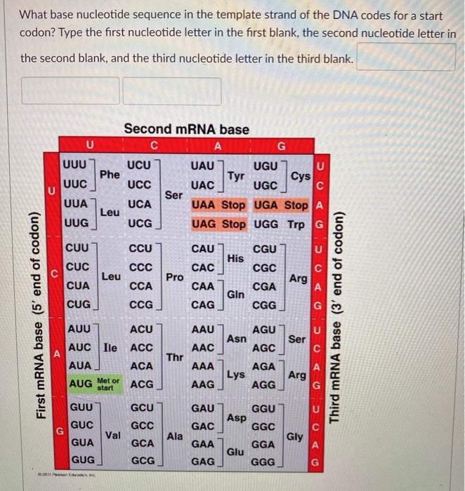Solved What base nucleotide sequence in the template strand | Chegg.com