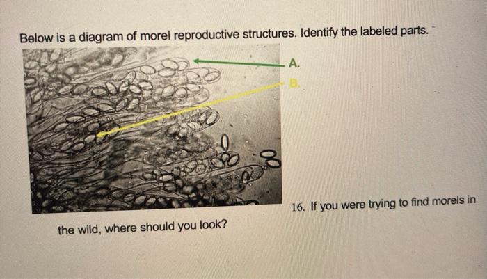 Solved Below is a diagram of morel reproductive structures. | Chegg.com