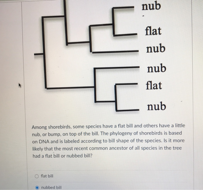 Solved nub flat nub nub E flat nub Among shorebirds, some | Chegg.com