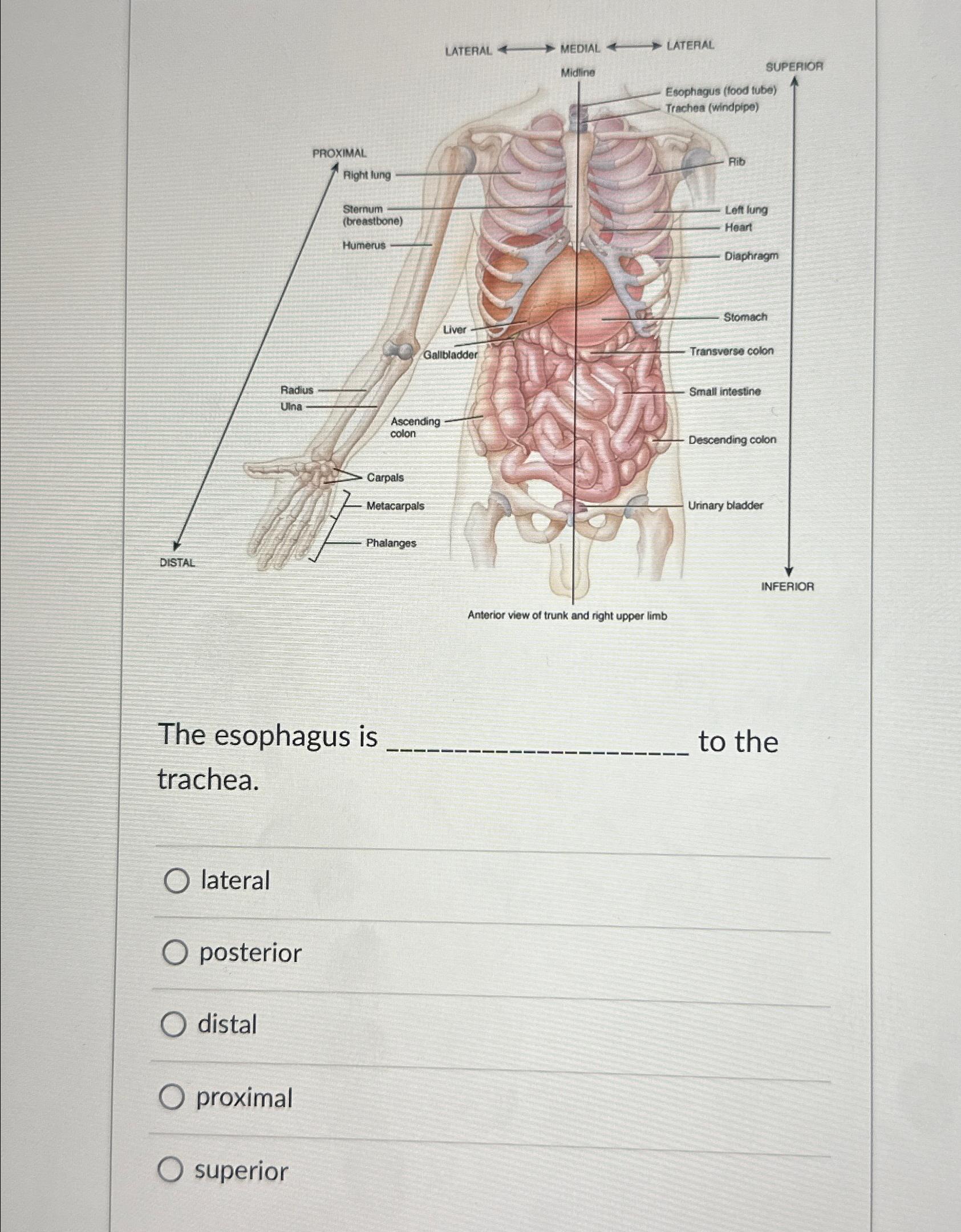 Solved The esophagus is to the | Chegg.com