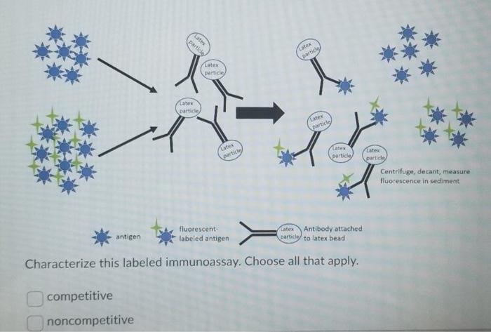 Solved Characterize this labeled immunoassay. Choose all | Chegg.com