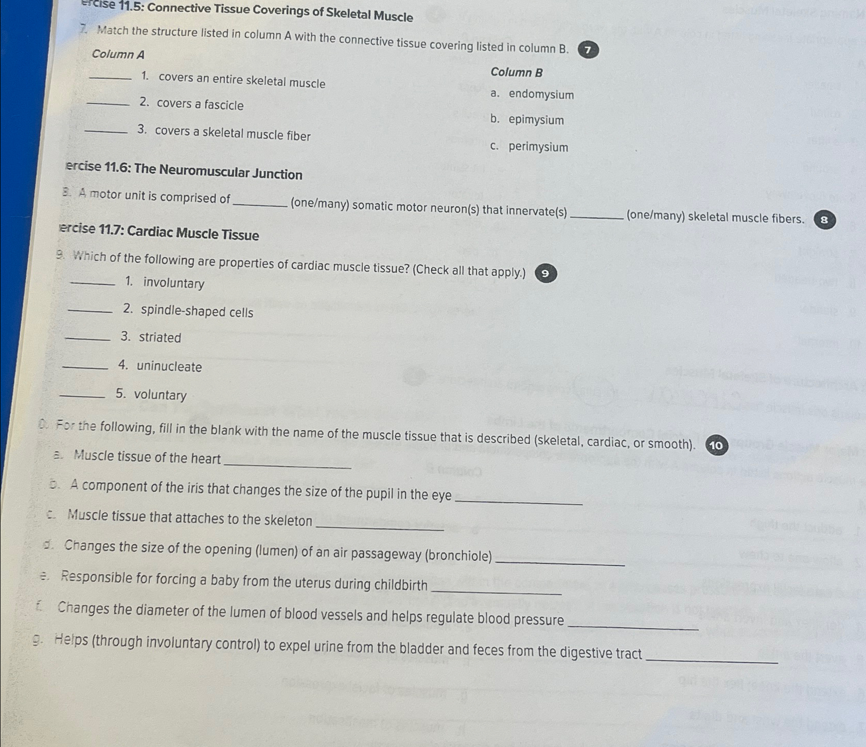 Solved Ercise 11.5: Connective Tissue Coverings of Skeletal | Chegg.com