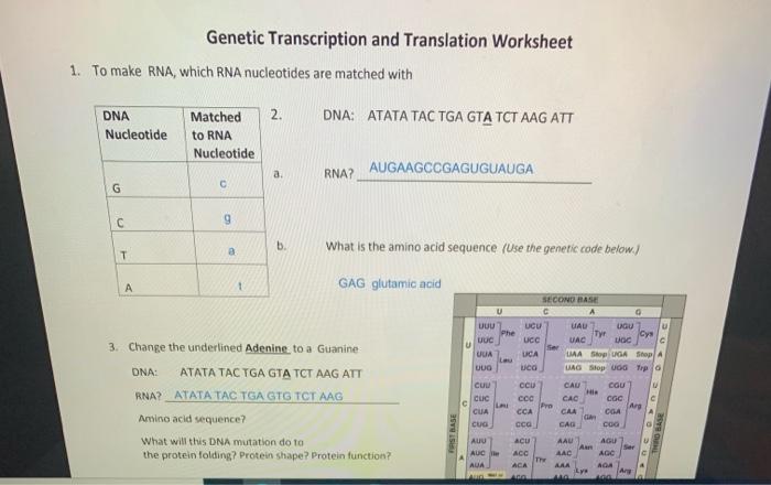 Solved Genetic Transcription and Translation Worksheet 1. To | Chegg.com