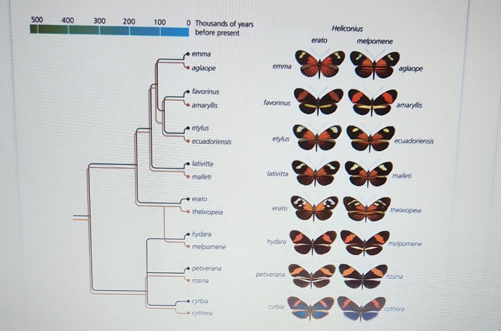 Solved Heliconius butterflies produce compounds that are | Chegg.com
