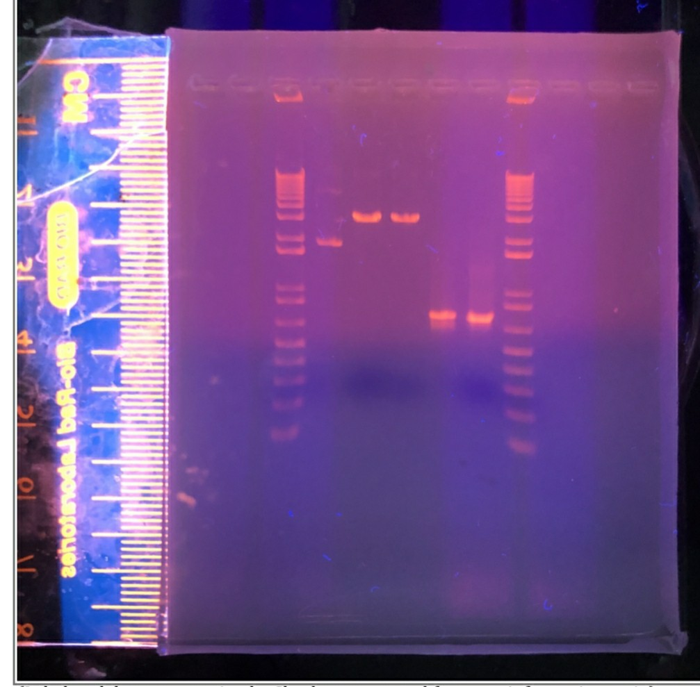 Solved Describe your results: for each fragment (insert | Chegg.com