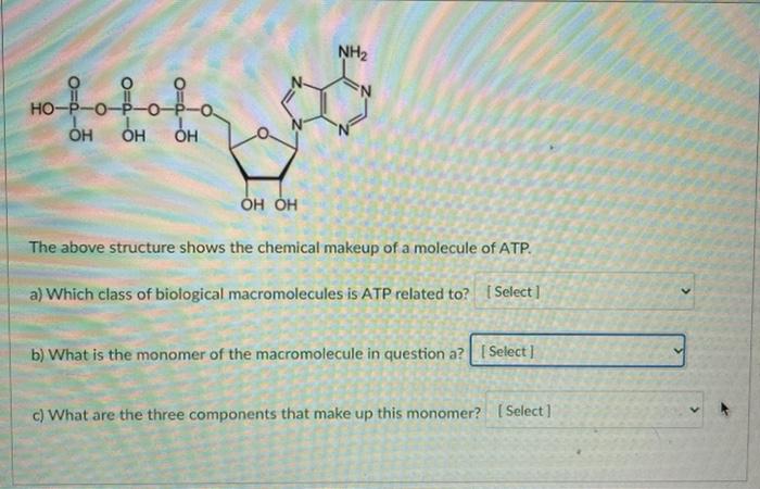 Atp Molecule Makeup | Makeupview.co