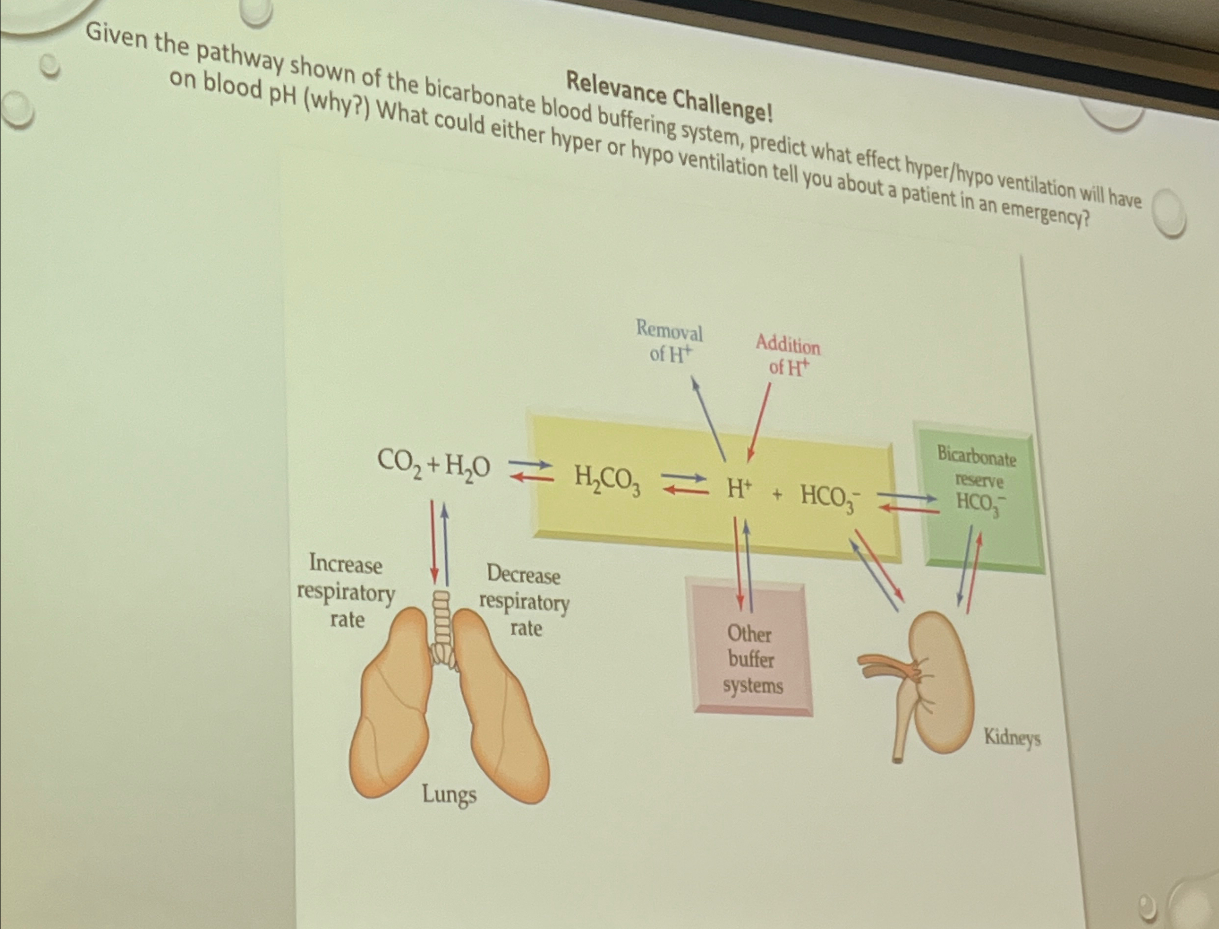 Solved Given the pathway shown of the bicarbonate belevance | Chegg.com