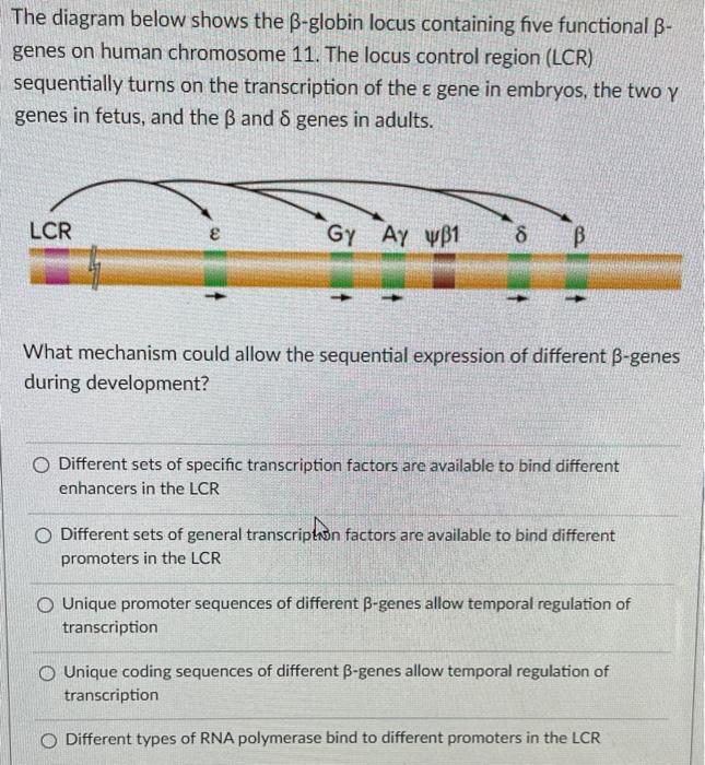 Solved The diagram below shows the B-globin locus containing | Chegg.com