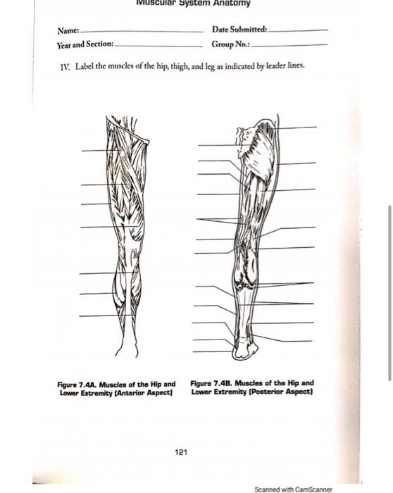 Solved EXERCISE NO. 7 Muscular System Anatomy Name: Year and | Chegg.com