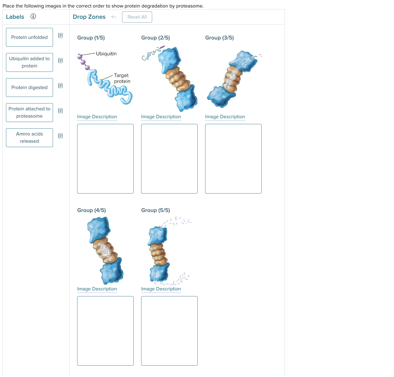 Solved Place the following images in the correct order to | Chegg.com