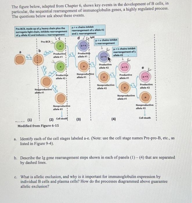 Solved The figure below, adapted from Chapter 6, shows key | Chegg.com