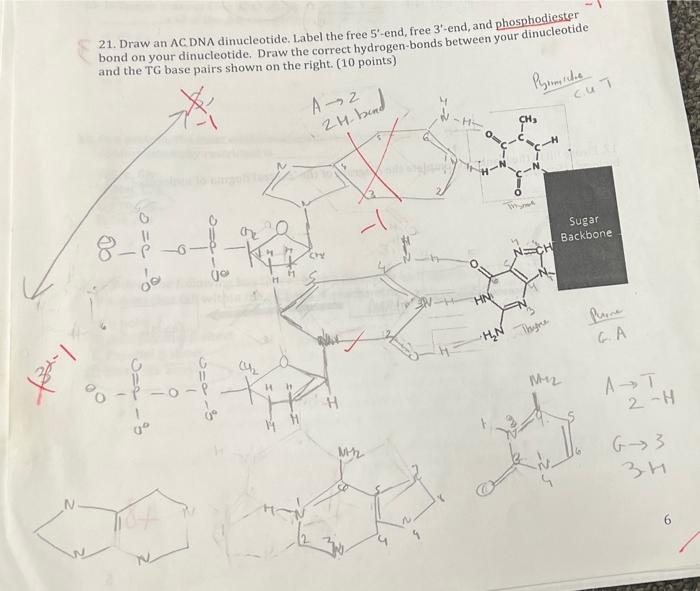 Solved 21. Draw an AC DNA dinucleotide. Label the free | Chegg.com