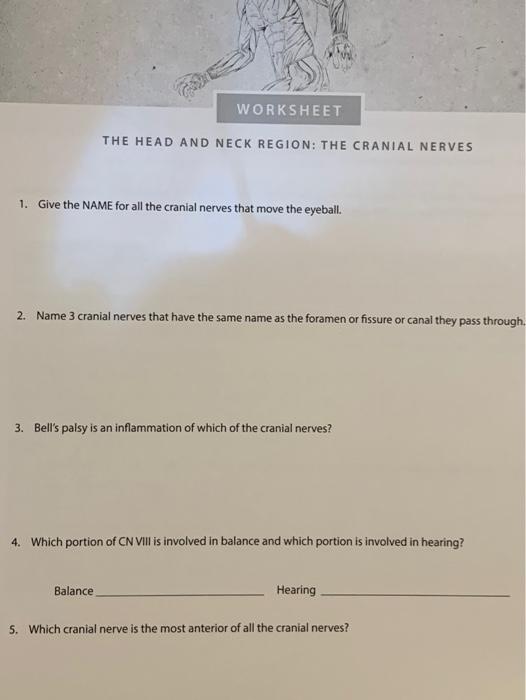 Solved WORKSHEET THE HEAD AND NECK REGION: THE CRANIAL | Chegg.com