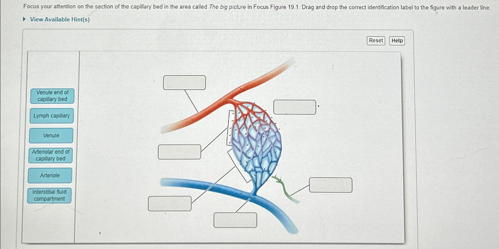 Solved Focus your attention on the section of the capillary | Chegg.com