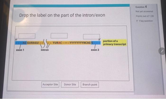 Solved Drop the label on the part of the intron/exon AG | Chegg.com