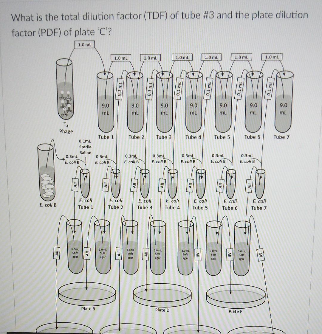 What is the total dilution factor (TDF) of tube \#3 | Chegg.com