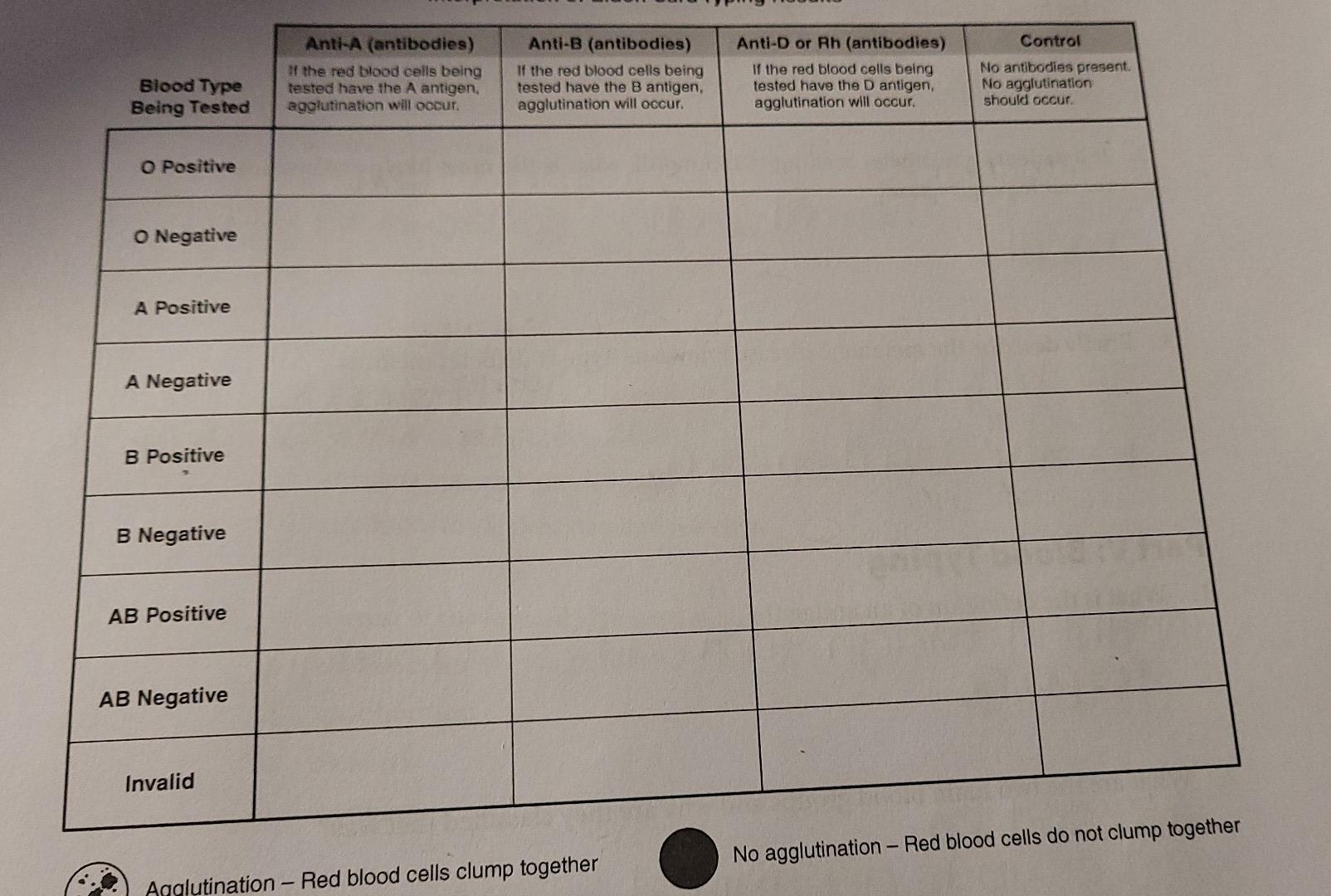 Solved using on agglutination or no agglutination symbols | Chegg.com