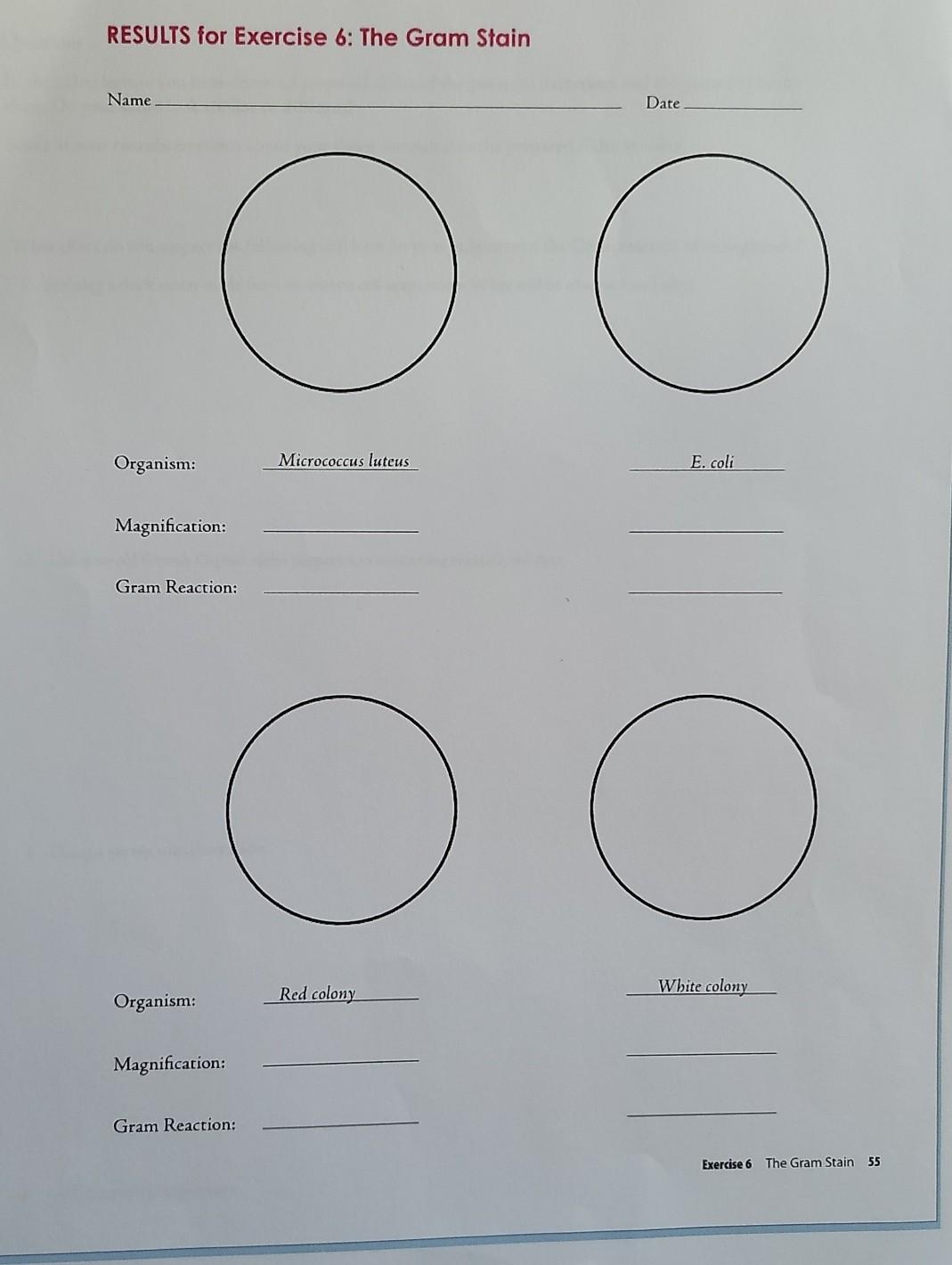 Solved RESULTS for Exercise 6: The Gram Stain Name Date O | Chegg.com