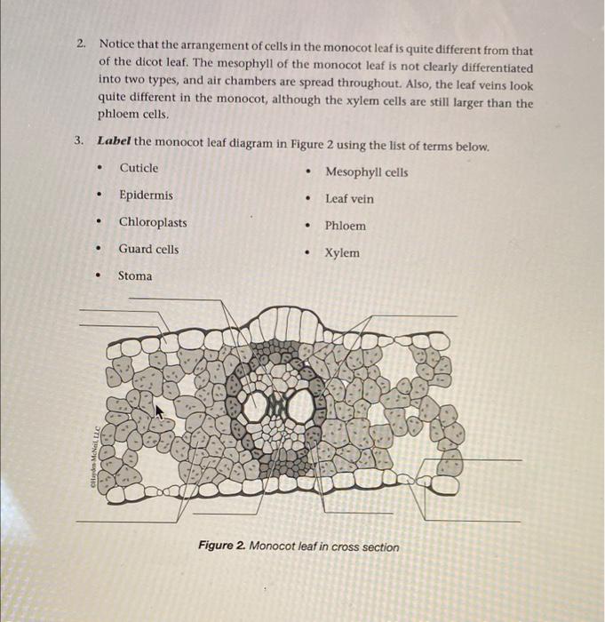 Solved 2. Notice that the arrangement of cells in the | Chegg.com