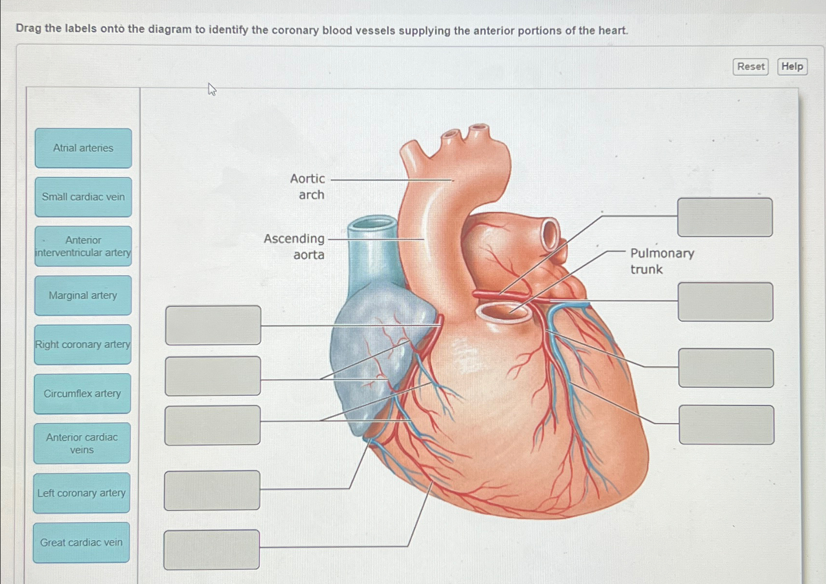 Solved Drag the labels onto the diagram to identify the | Chegg.com