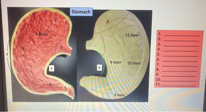 Solved Stomach 6 folds 11 layer Hinnoni 9 layer 10 layer 9 | Chegg.com