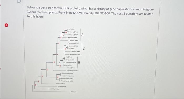 Solved Question 11 M. dissecta has a DFR-A and DFR-B gene. | Chegg.com