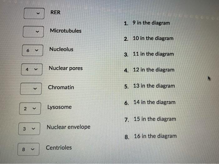 Solved 1. Label the parts of the generalized animal cell | Chegg.com