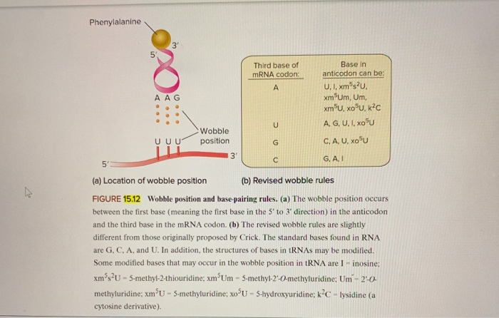 Solved 22. The wobble rules for tRNA-mRNA pairing are shown | Chegg.com