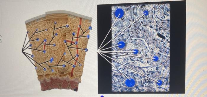 Solved 기 Which structure is highlighted and indicated by | Chegg.com
