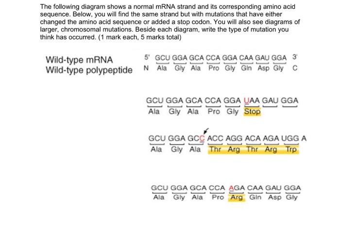 Solved The following diagram shows a normal mRNA strand and | Chegg.com