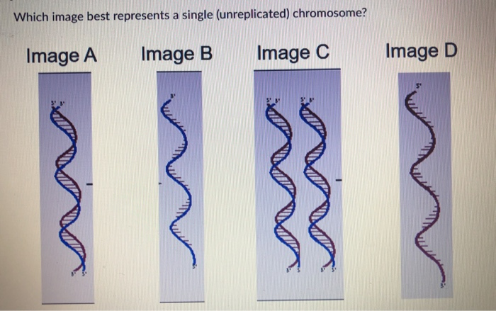 Solved Which image best represents a single (unreplicated) | Chegg.com