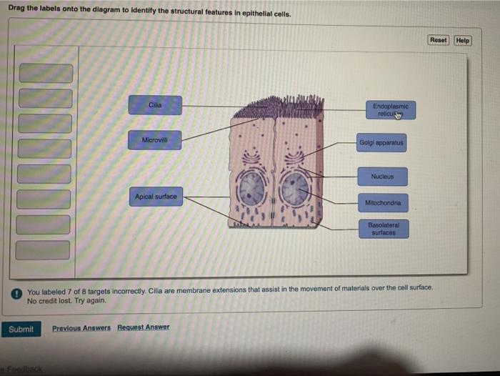 Solved Drag the labels onto the diagram to identify the | Chegg.com