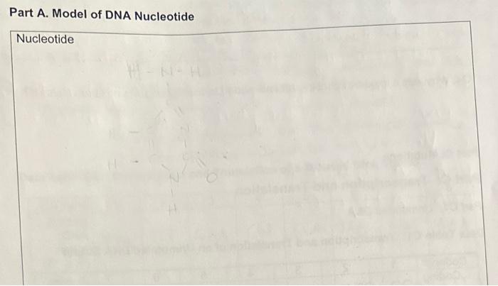 Solved Part A. Model of DNA Nucleotide | Chegg.com