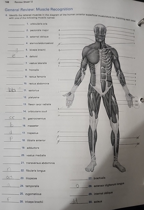 Solved 148Aeview Sheat 12General Review: Muscle | Chegg.com