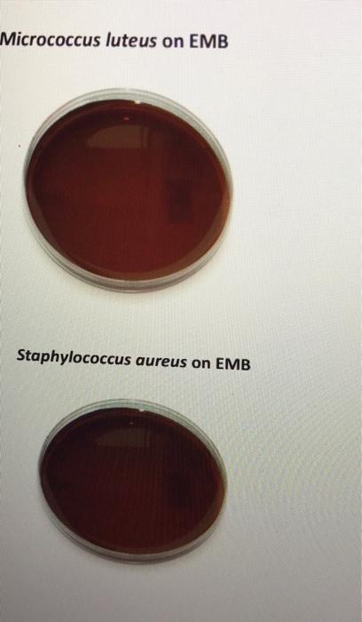 Solved Results A: Staphylococcus aureus on MSA Micrococcus | Chegg.com