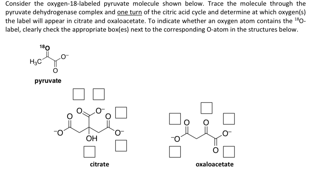 Solved Consider the oxygen-18-labeled pyruvate molecule | Chegg.com