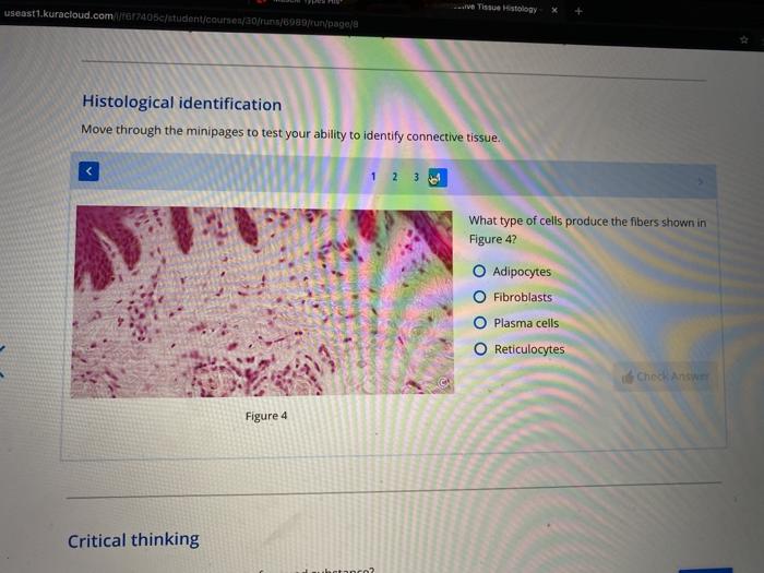 Solved Histological identification Move through the | Chegg.com
