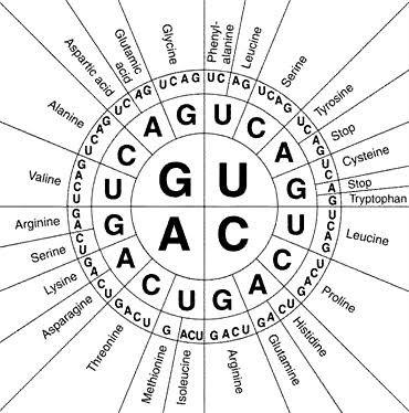 Solved based on the codon wheel: 1. identify the amino acids | Chegg.com