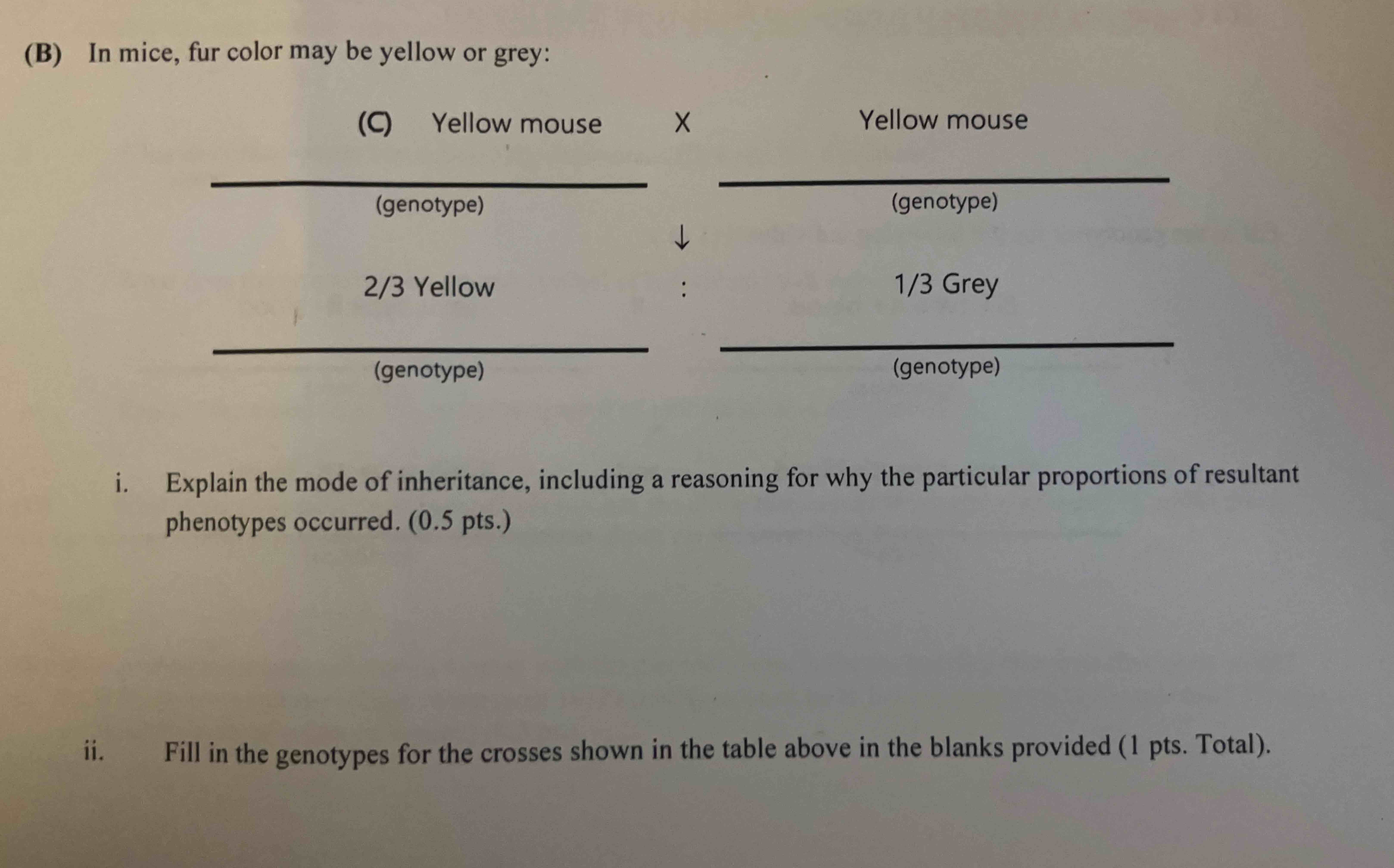 Solved (B) ﻿In mice, fur color may be yellow or grey:(C) | Chegg.com