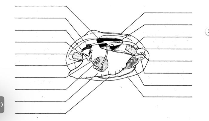 Solved Please label this clam diagram | Chegg.com Solved Please label this clam diagram | Chegg.com