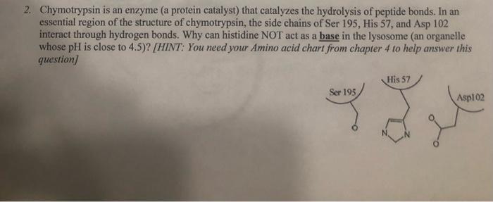 Solved 2. Chymotrypsin is an enzyme (a protein catalyst) | Chegg.com