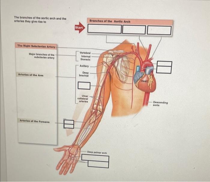 Solved The branchoe at it The major tributaries of the | Chegg.com