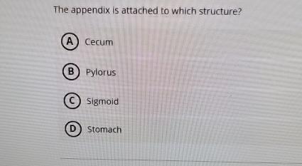 Solved The appendix is attached to which | Chegg.com