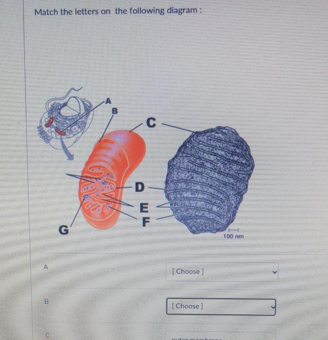 Solved Match the letters on the following diagram : 1 F | Chegg.com