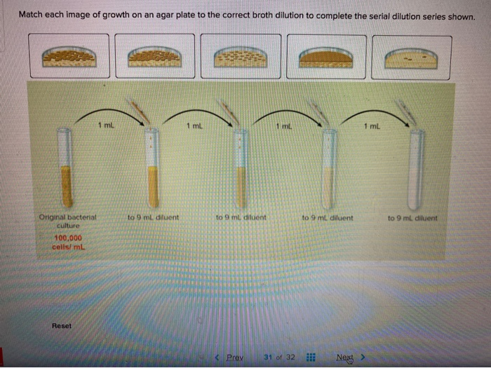 Solved Match each image of growth on an agar plate to the | Chegg.com